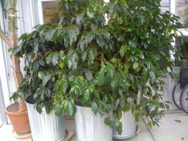 Growing Coffea Arabica at Home - Sweet Maria's Coffee Library
