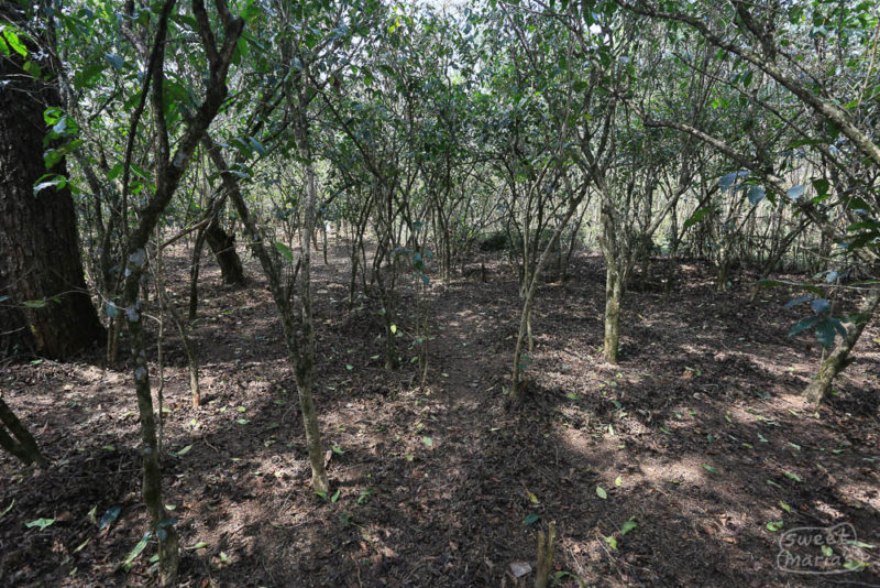 Help a Farmer Stump a Coffee Tree! - Sweet Maria's Coffee Library