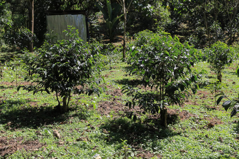 Help a Farmer Stump a Coffee Tree! - Sweet Maria's Coffee Library