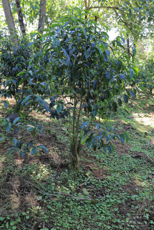 Help a Farmer Stump a Coffee Tree! - Sweet Maria's Coffee Library
