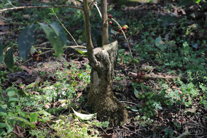 The Stumping Project Closes out 2025 in Ethiopia - Sweet Maria's Coffee ...