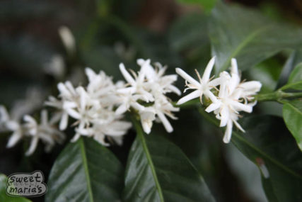 Coffee Flowers are Lovely! - Sweet Maria's Coffee Library