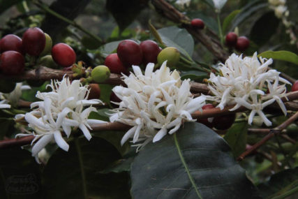 Coffee Flowers are Lovely! - Sweet Maria's Coffee Library