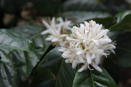 Coffee Flowers are Lovely! - Sweet Maria's Coffee Library