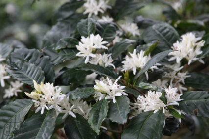 Coffee Flowers are Lovely! - Sweet Maria's Coffee Library