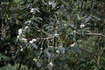 Coffee Flowers are Lovely! - Sweet Maria's Coffee Library