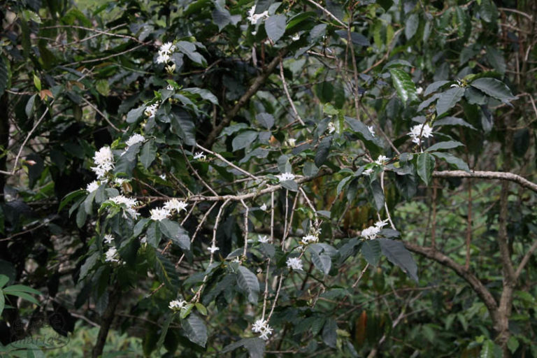 Coffee Flowers are Lovely! - Sweet Maria's Coffee Library