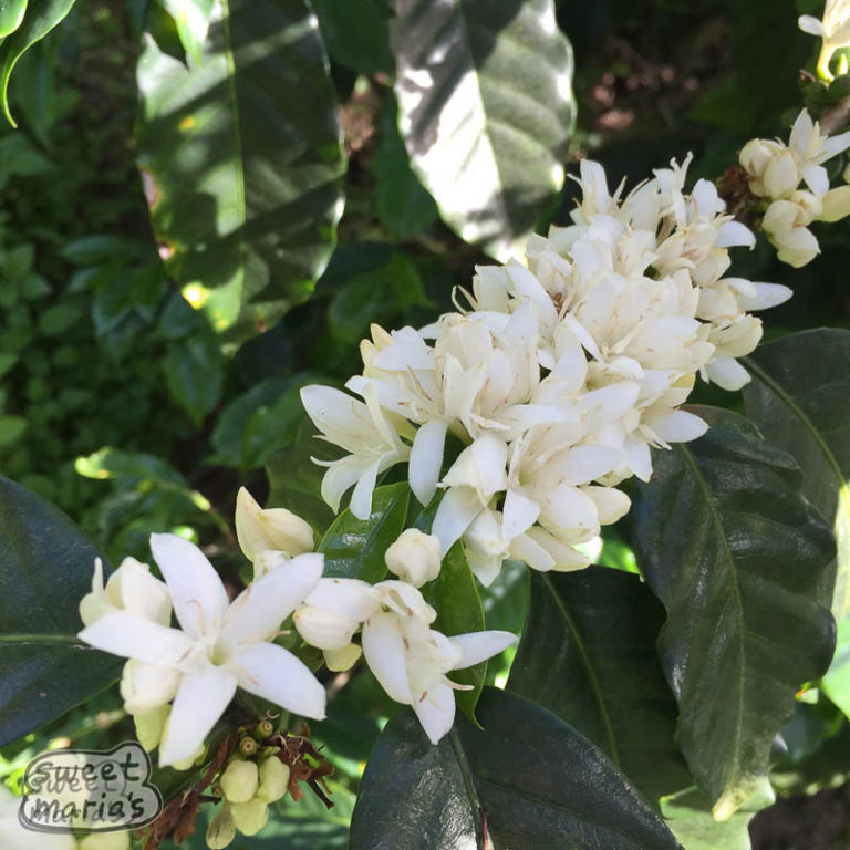 Coffee Flowers are Lovely! - Sweet Maria's Coffee Library