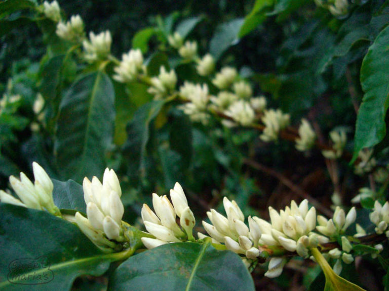 Coffee Flowers are Lovely! - Sweet Maria's Coffee Library