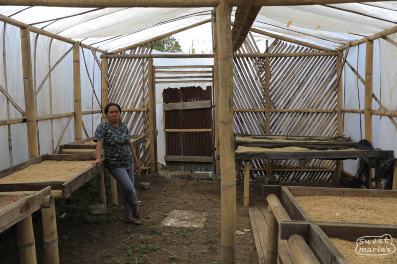 Understanding Our Farm Gate Coffee Program - Sweet Maria's Coffee Library