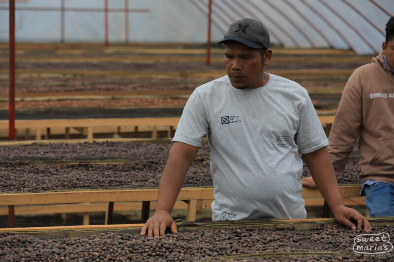 Understanding Our Farm Gate Coffee Program - Sweet Maria's Coffee Library