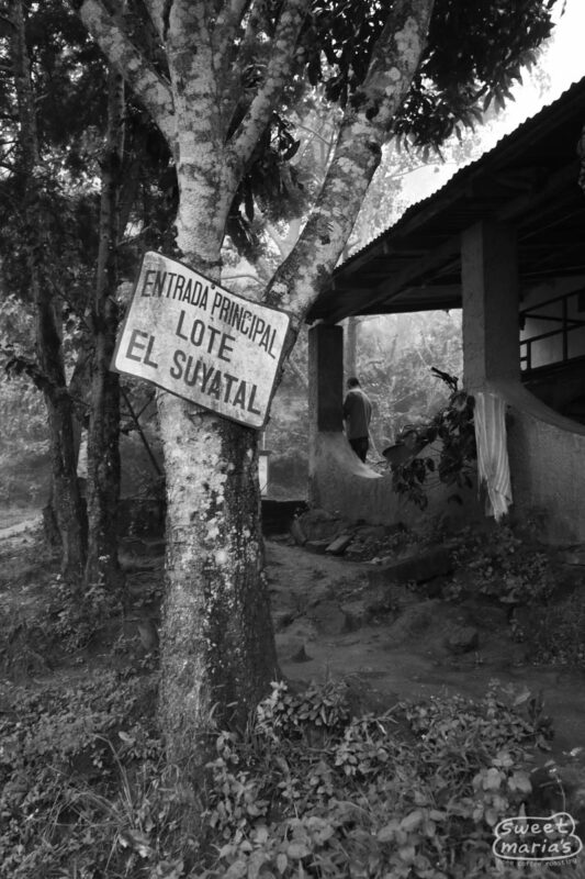 Understanding Our Farm Gate Coffee Program - Sweet Maria's Coffee Library