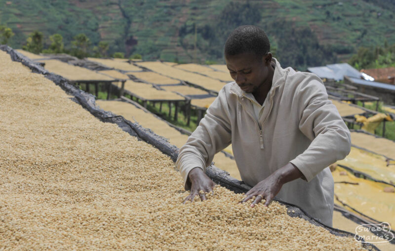 Understanding Our Farm Gate Coffee Program - Sweet Maria's Coffee Library