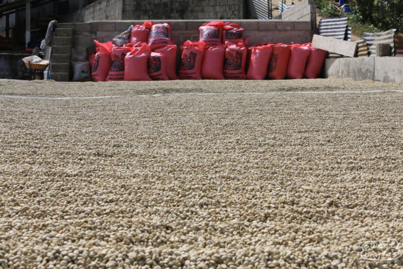 Understanding Our Farm Gate Coffee Program - Sweet Maria's Coffee Library