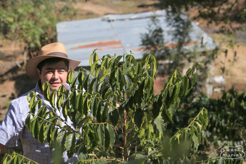 Understanding Our Farm Gate Coffee Program - Sweet Maria's Coffee Library