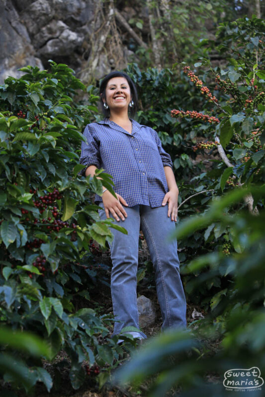 Understanding Our Farm Gate Coffee Program - Sweet Maria's Coffee Library