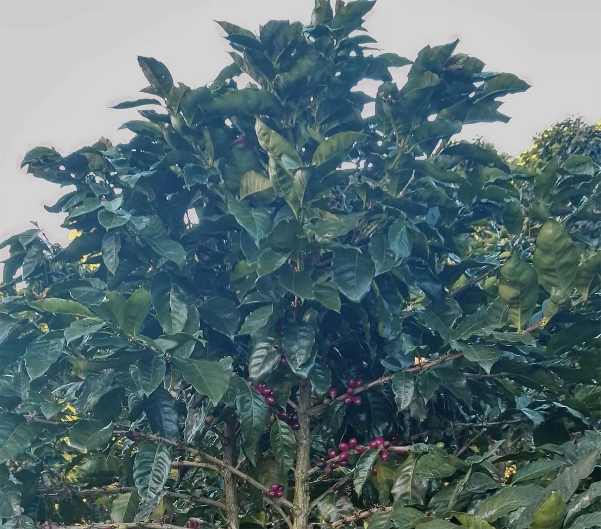 Costa Rica 95 / CR95 Variety - Sweet Maria's Coffee Library
